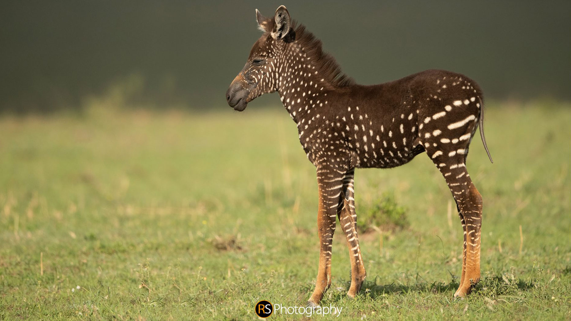  650 Zebra Heavy Shape Lioden